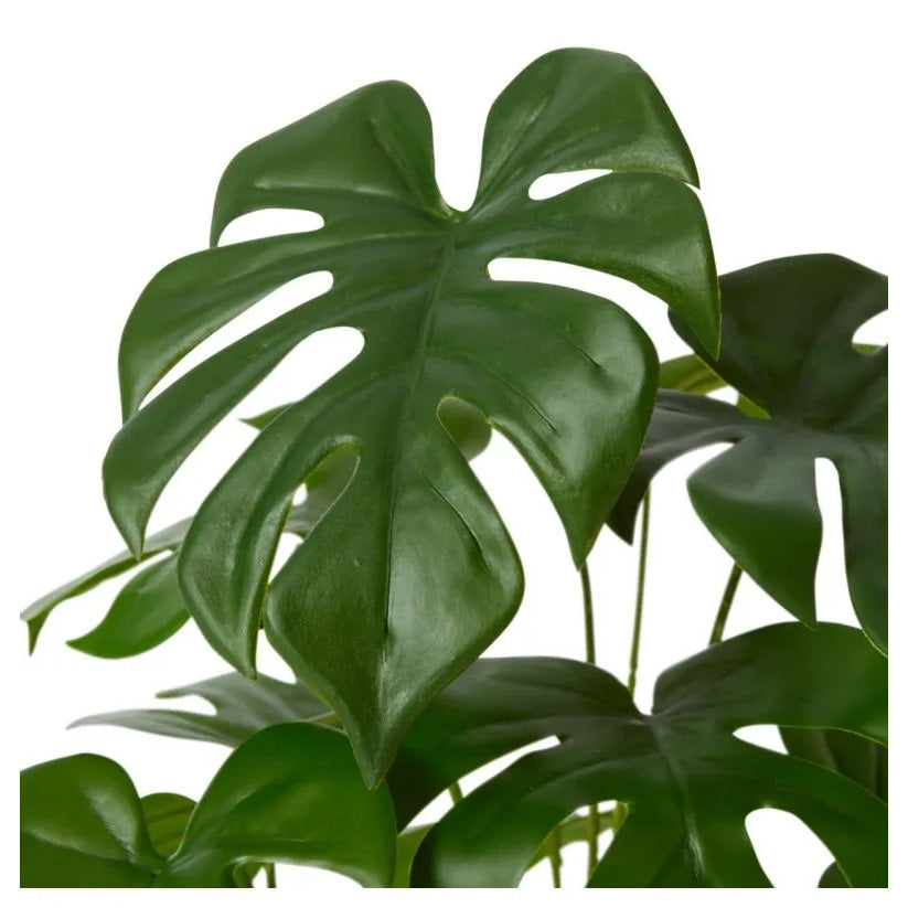 Monsteria Plant Potted - 60 x 60 x 60cm – The Gymea Lily