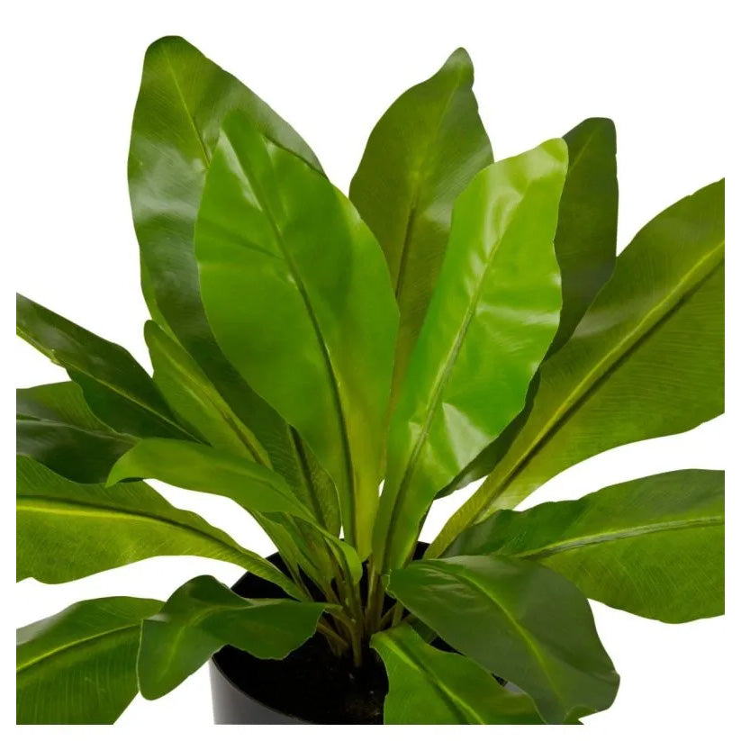Birds Nest Potted Plant- 20 x 20 x 32cm – The Gymea Lily