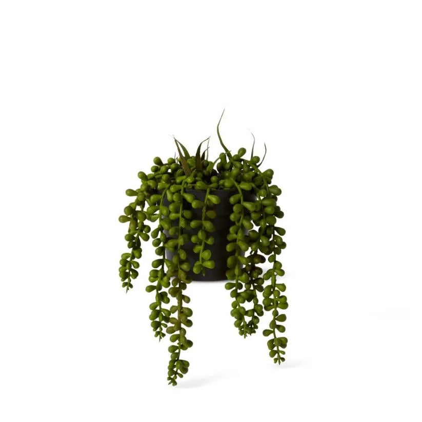 String of Pearls Potted - 14 x 14 x 23cm – The Gymea Lily