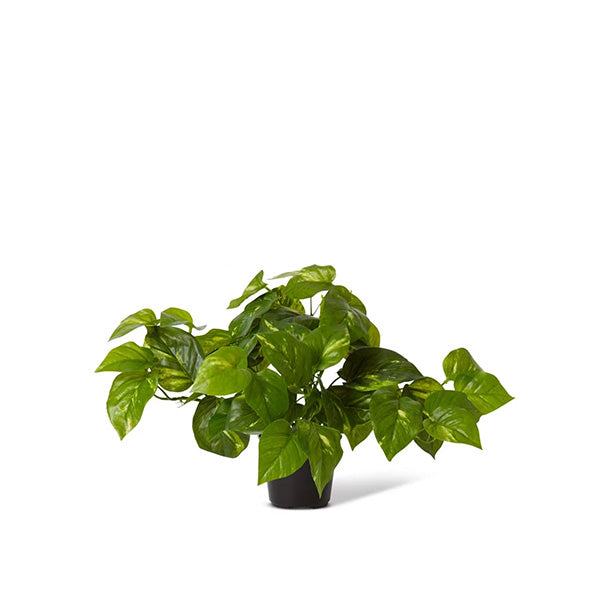 Pothos Golden Potted - 50 x 30 x 30cm – The Gymea Lily