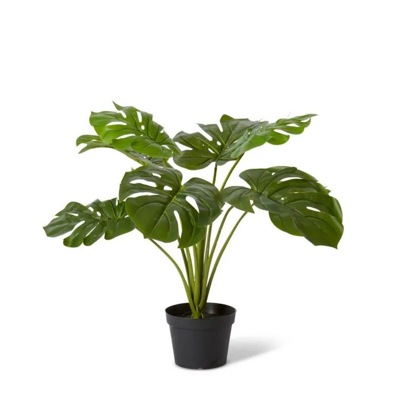 Monsteria Plant Potted - 60 x 60 x 60cm – The Gymea Lily