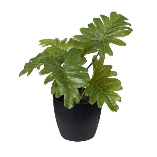 Philodendron Selloum In Pot Green 15cm – The Gymea Lily