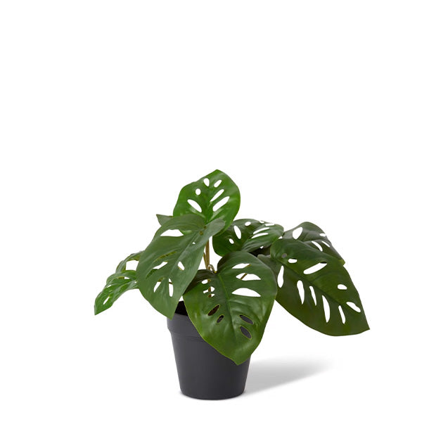 Swiss Cheese Plant Potted – The Gymea Lily